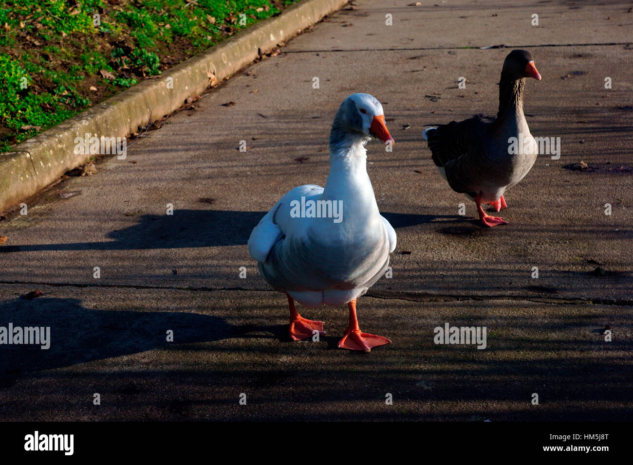 GOOSE WALKING TO WATERSIDE Stock Photo - Alamy