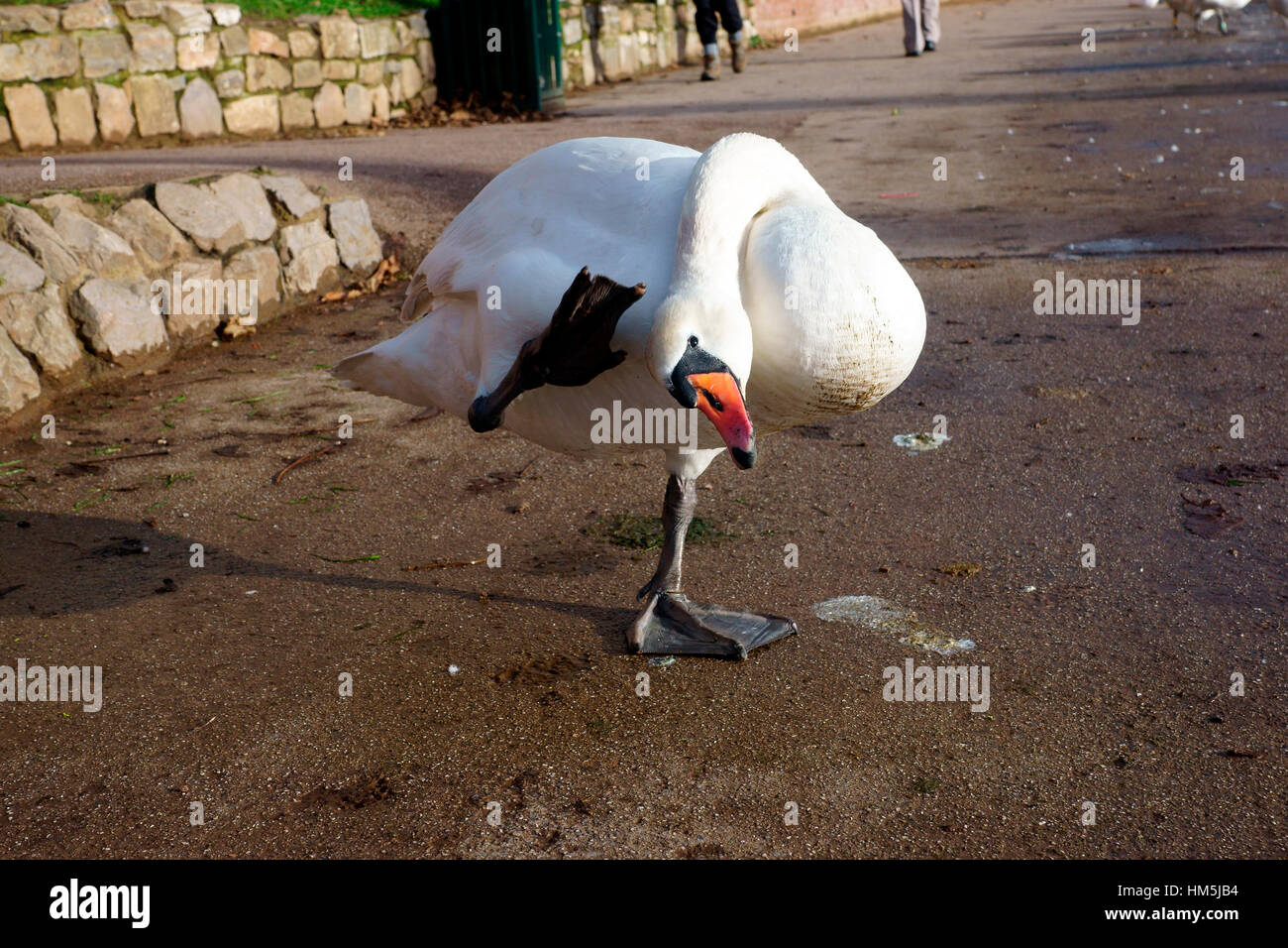 SWAN ON LAND SCRATCHING AN ITCH Stock Photo - Alamy