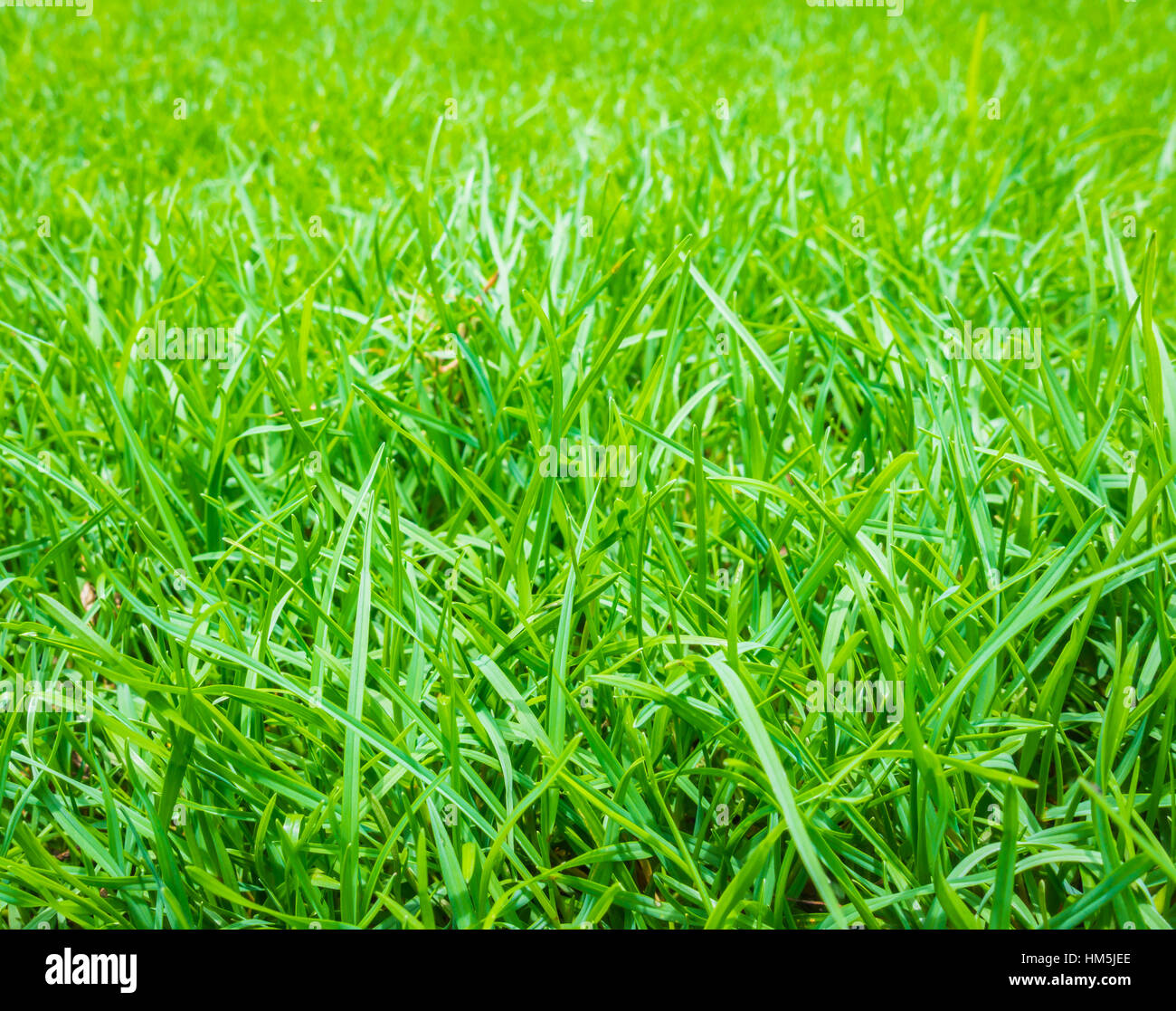 Fresh spring green grass Stock Photo - Alamy