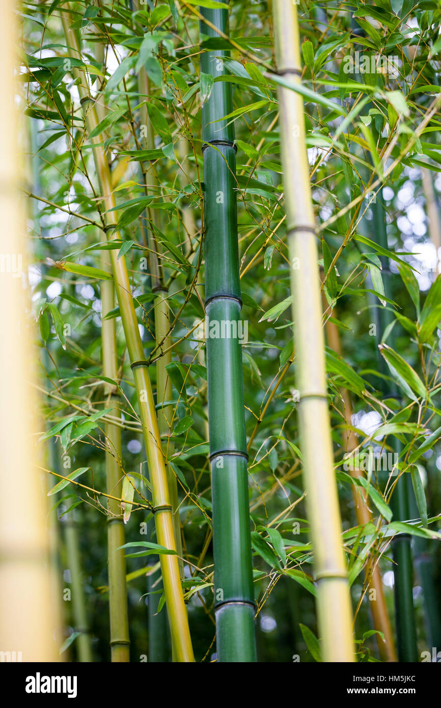 Phyllostachys culms - bamboo Stock Photo - Alamy