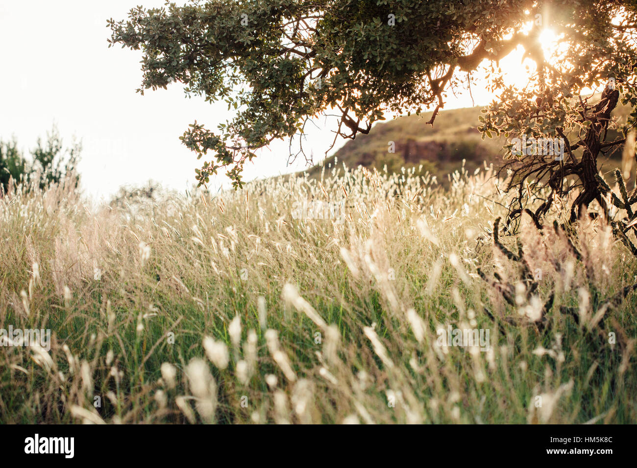 Growing grass tree hi-res stock photography and images - Alamy