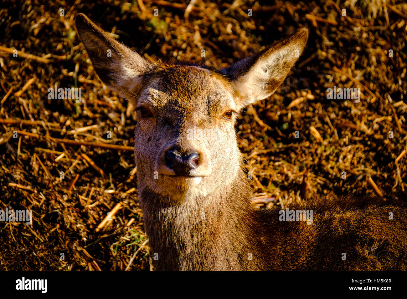 Red Deer in Glen Etive, Highlands of Scotland in winter Stock Photo - Alamy