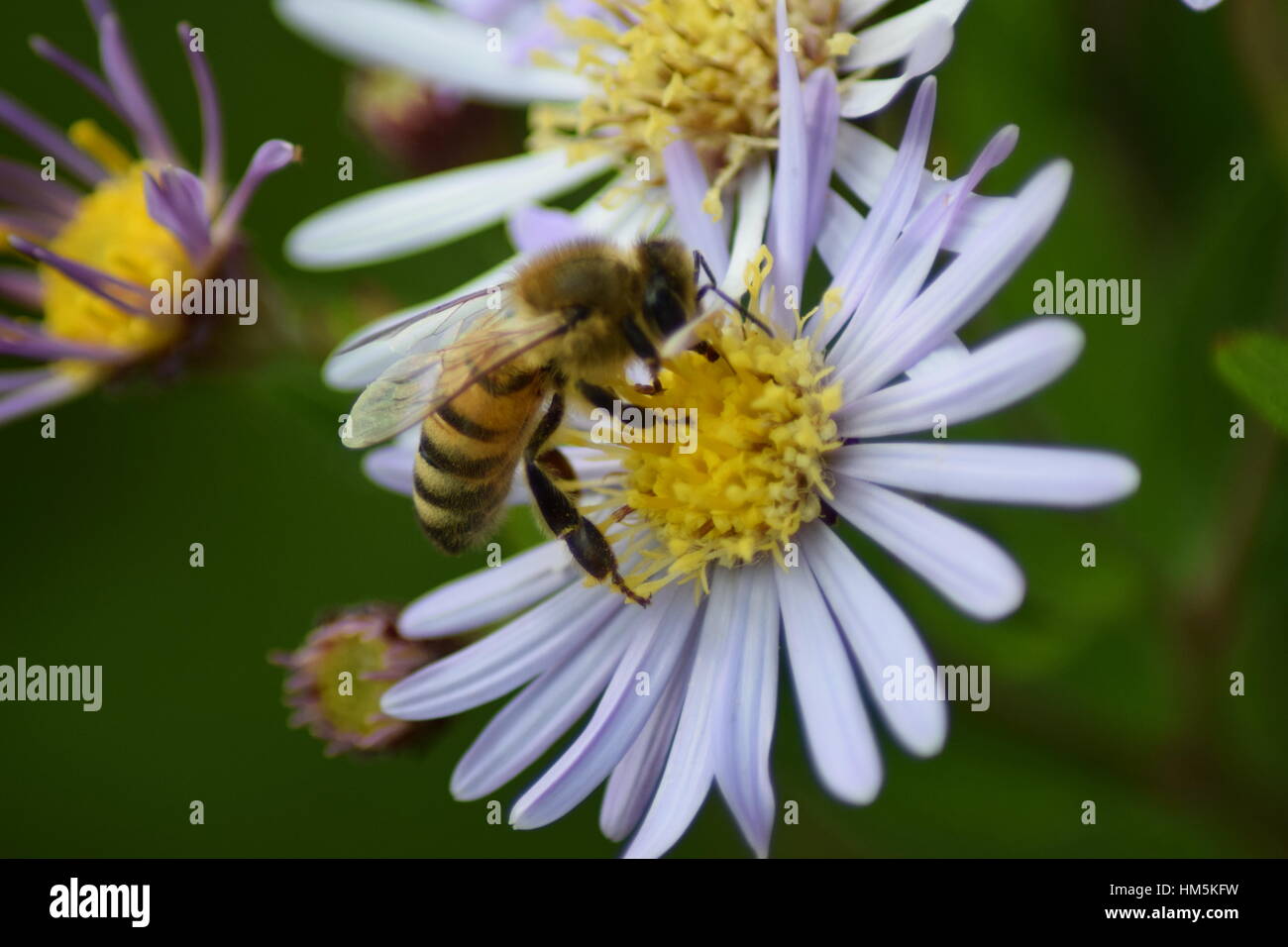 Bee on flower Stock Photo - Alamy