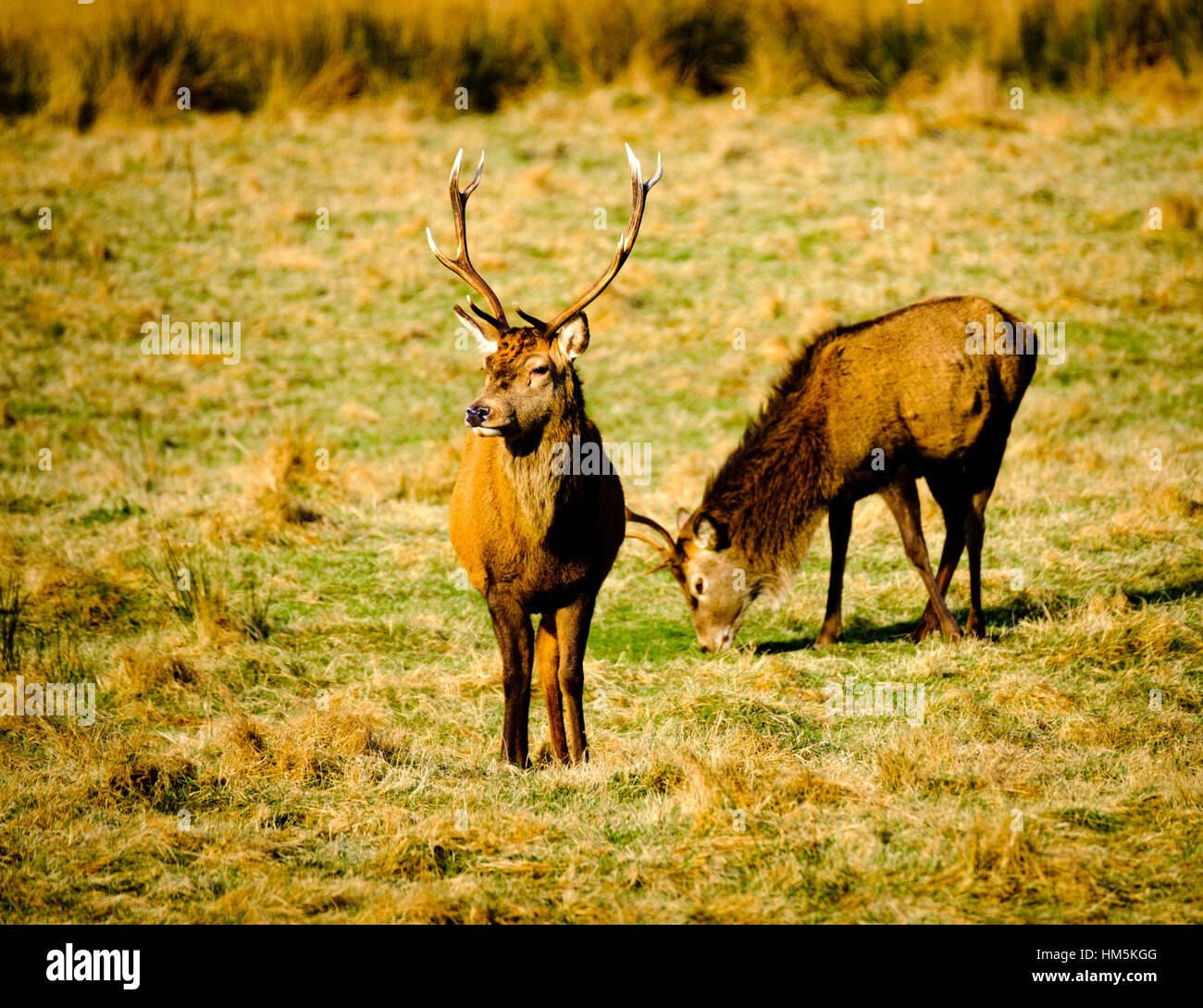 Red Deer in Glen Etive, Highlands of Scotland in winter Stock Photo - Alamy