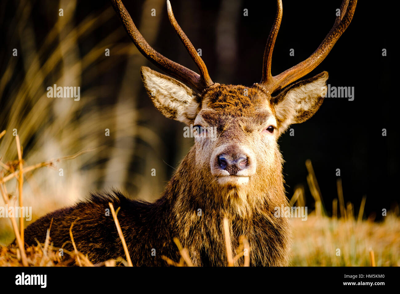 Red deer hind scotland cold hi-res stock photography and images - Alamy