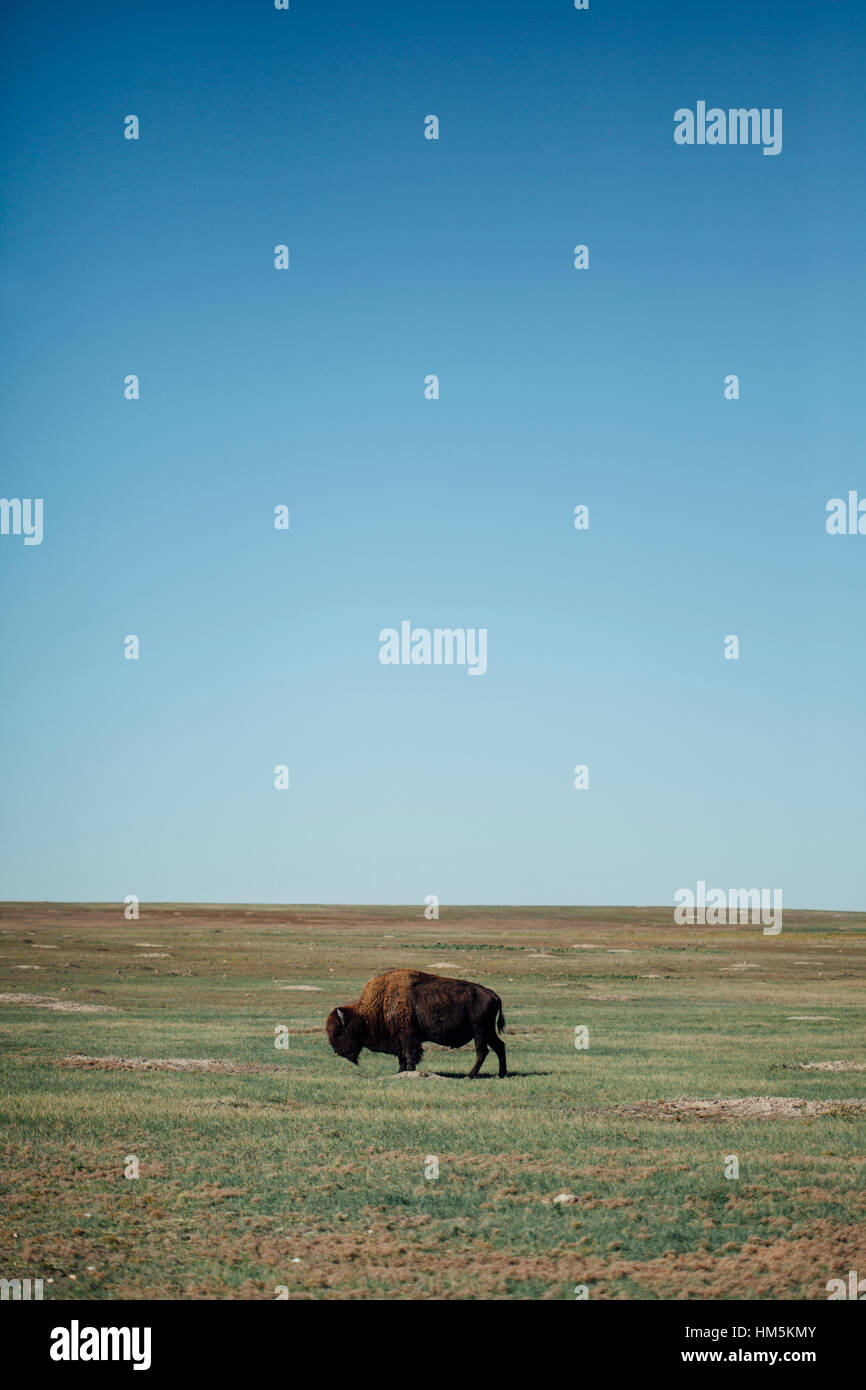 Side view American bison grazing on field against clear blue sky Stock ...