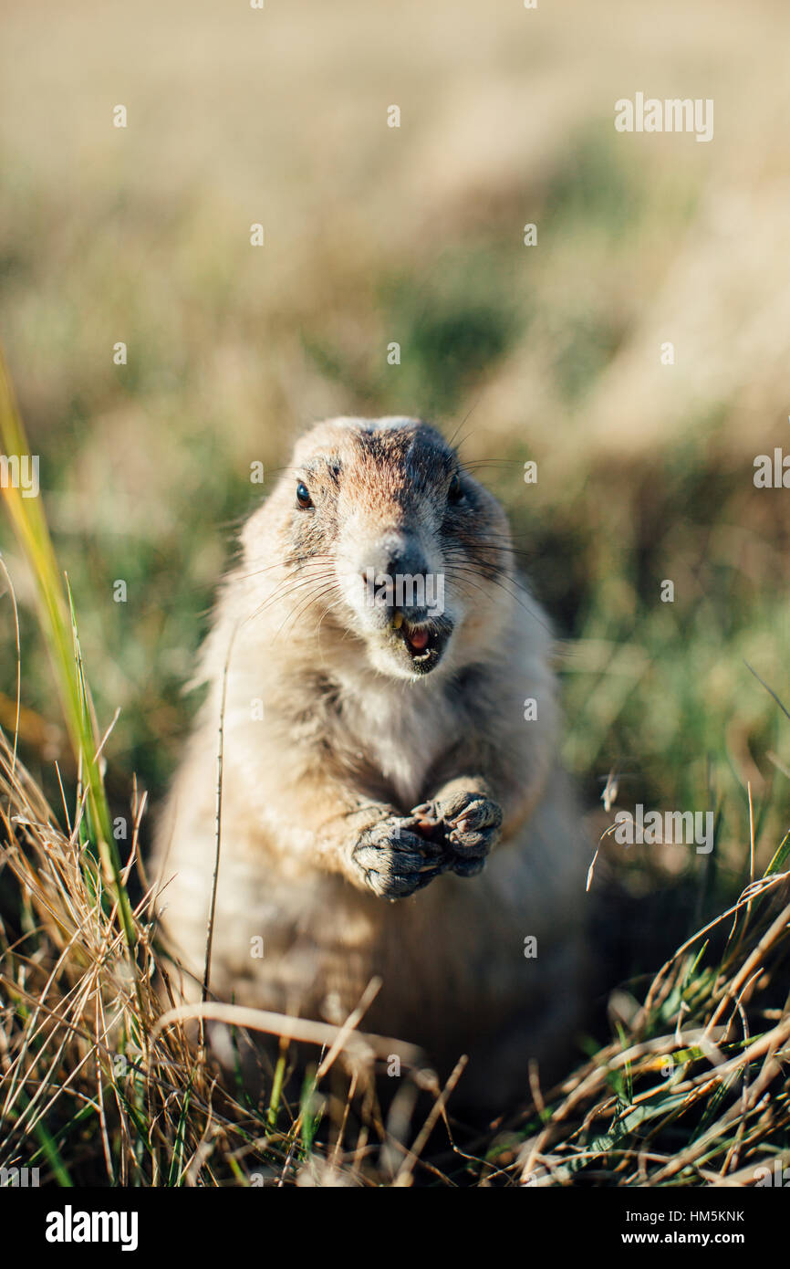 Close-up portrait of prairie dog eating food on grassy field Stock ...
