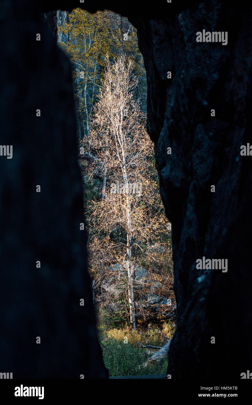 Cave forest hi-res stock photography and images - Alamy