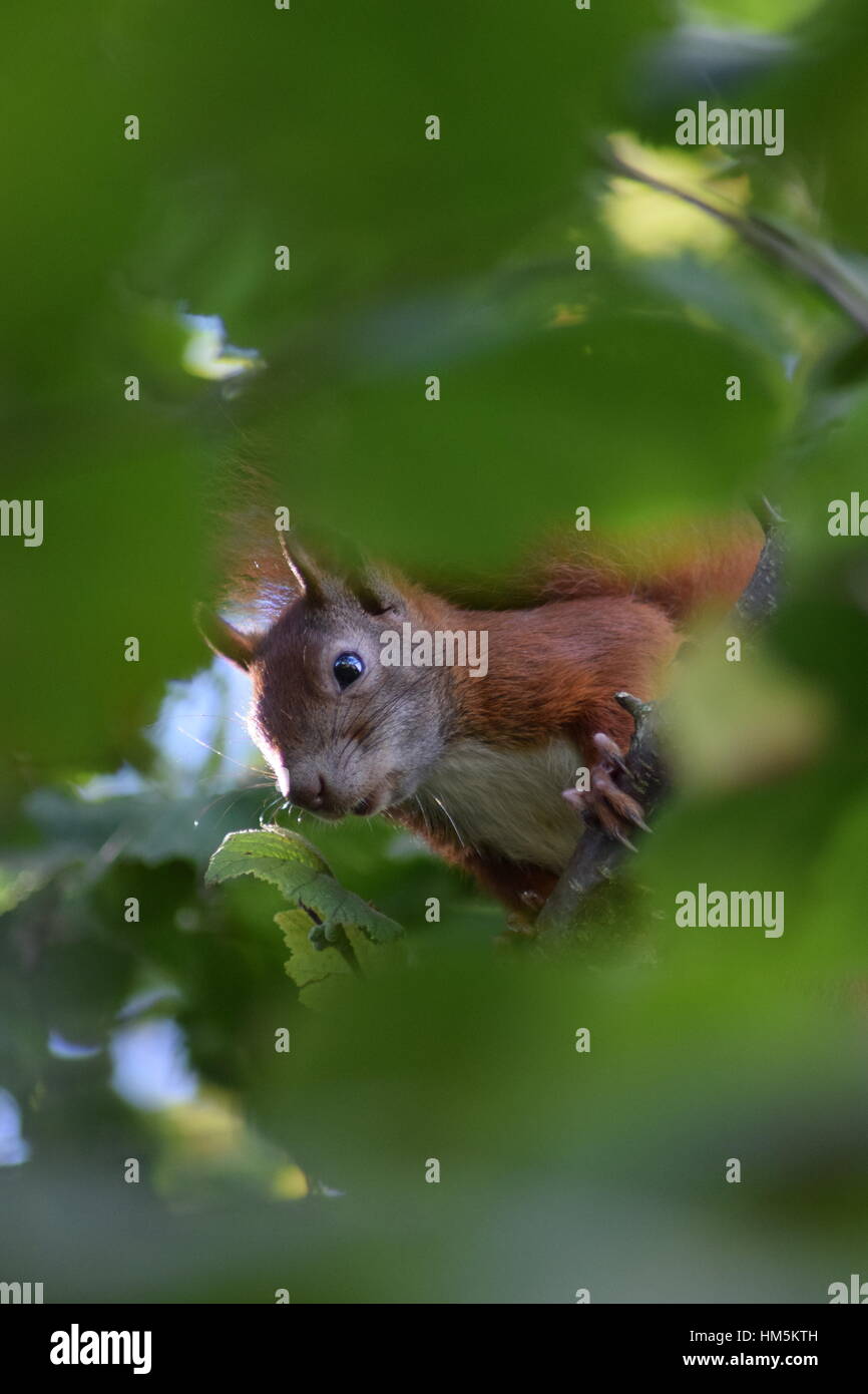 Hazelnut tree hi-res stock photography and images - Alamy