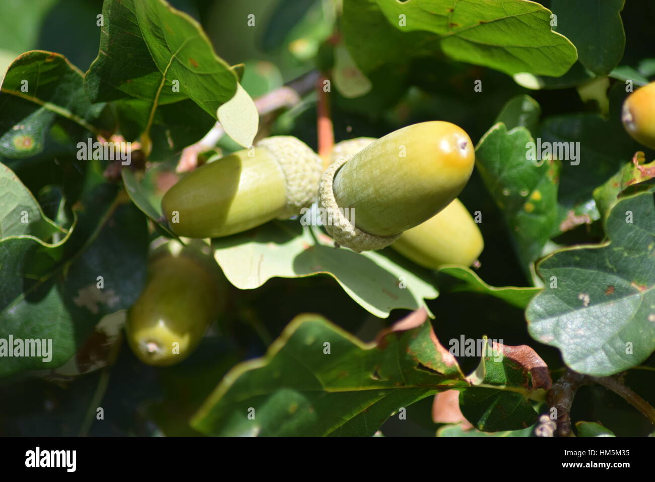 Agern hi-res stock photography and images - Alamy