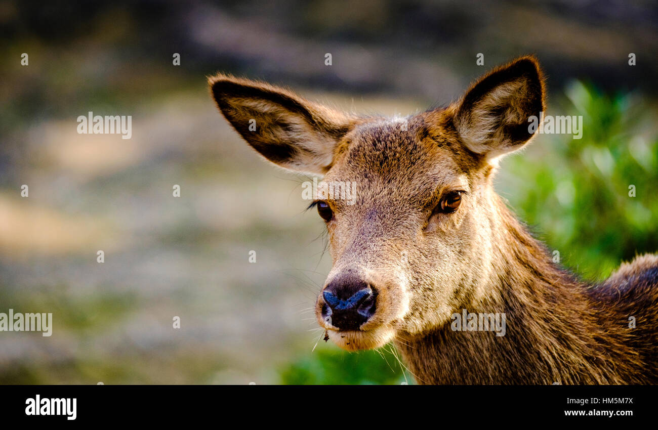 Red deer hind scotland cold hi-res stock photography and images - Alamy