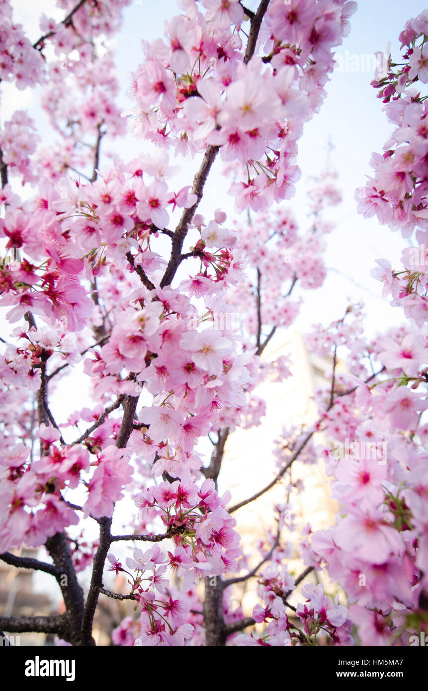 Close up cherry tree hi-res stock photography and images - Alamy