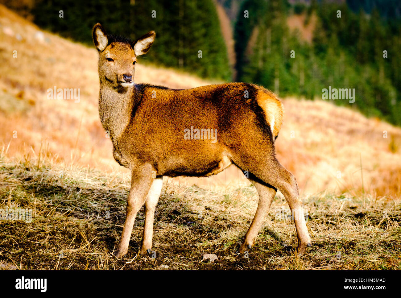 Red deer hind scotland cold hi-res stock photography and images - Alamy