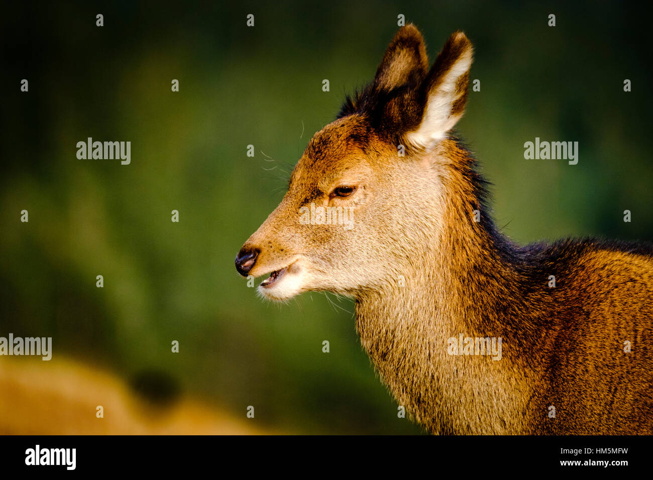 Red Deer in Glen Etive, Highlands of Scotland in winter Stock Photo - Alamy