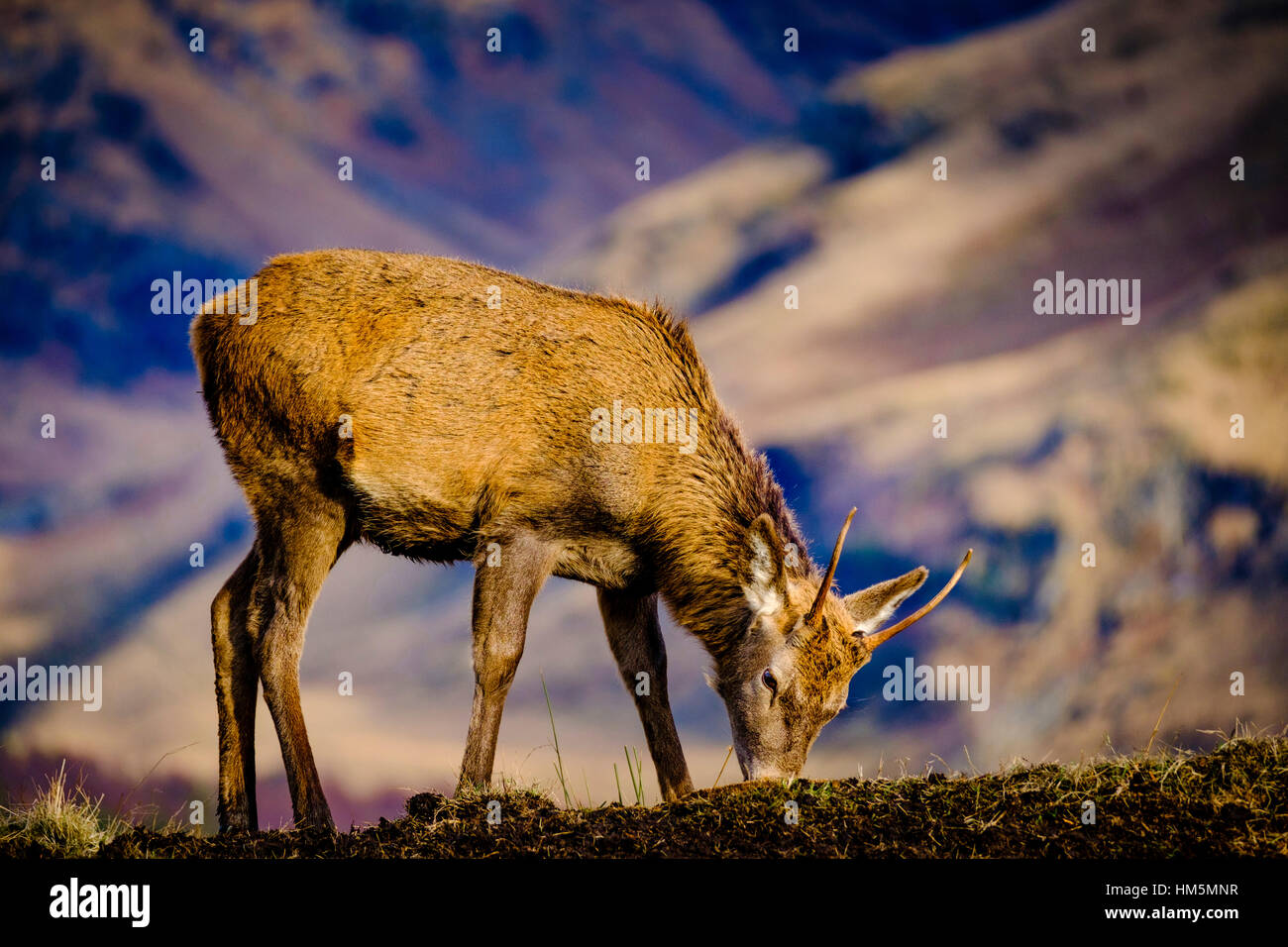 A young Red Deer stag in Glen Etive, Highlands of Scotland in winter ...