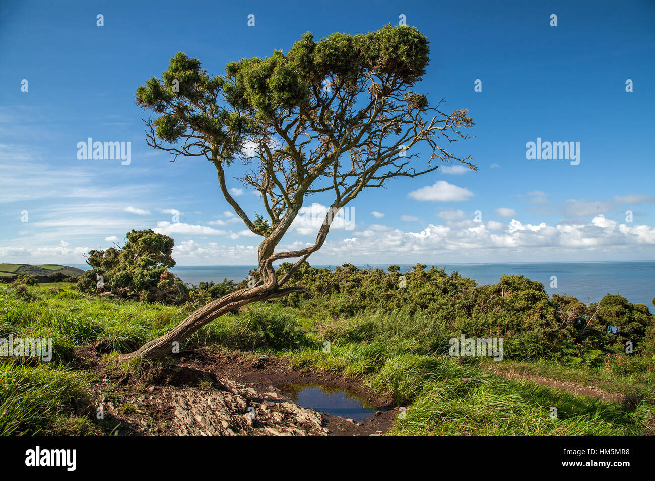 A magnificent Lonely thorn tree looking out across the North Devon ...