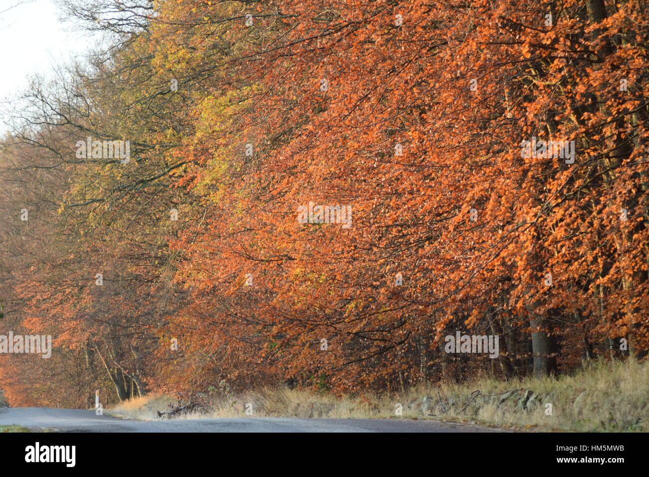 Brown trees hi-res stock photography and images - Alamy