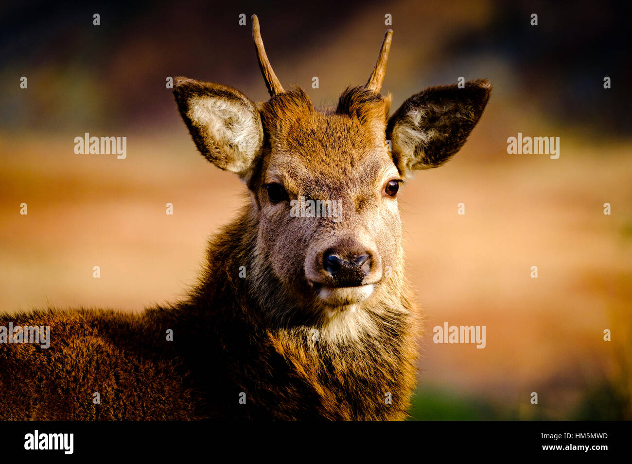 A young Red Deer stag in Glen Etive Forest, Highlands of Scotland in ...