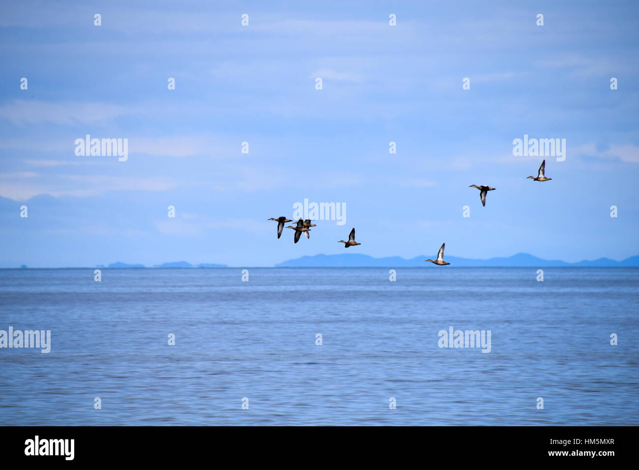 Duck formation flying over the Pacific Ocean Stock Photo - Alamy