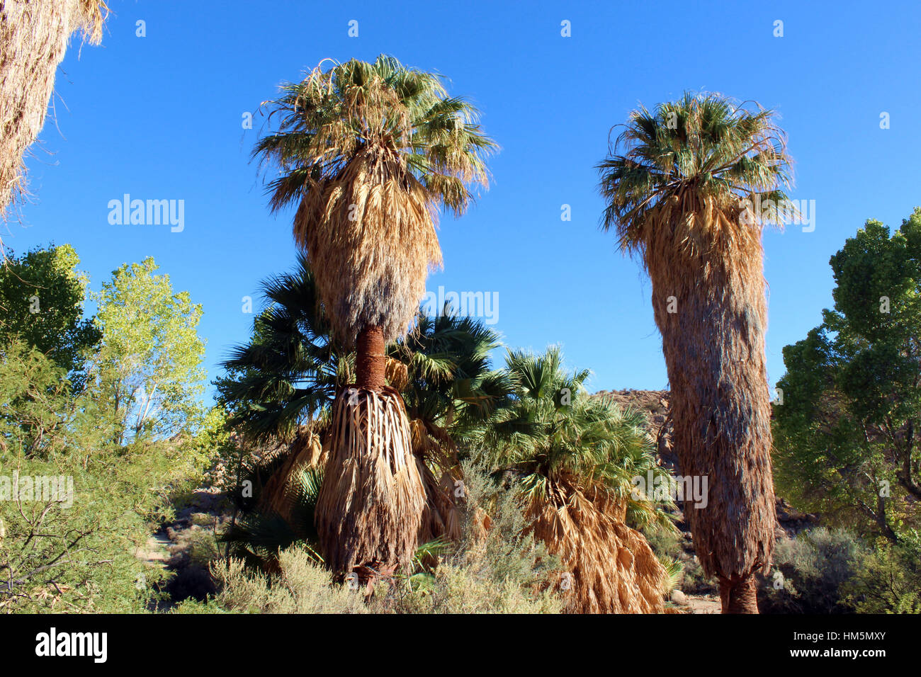 Palm and various trees on the Lost Palms Oasis Trail, Cottonwood Spring ...
