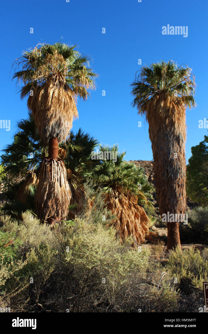Scrub palms hi-res stock photography and images - Alamy