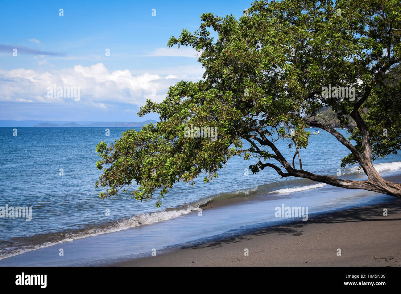 Tree at the beach meeting the Pacific Ocean, Matapalo Beach, Costa Rica ...