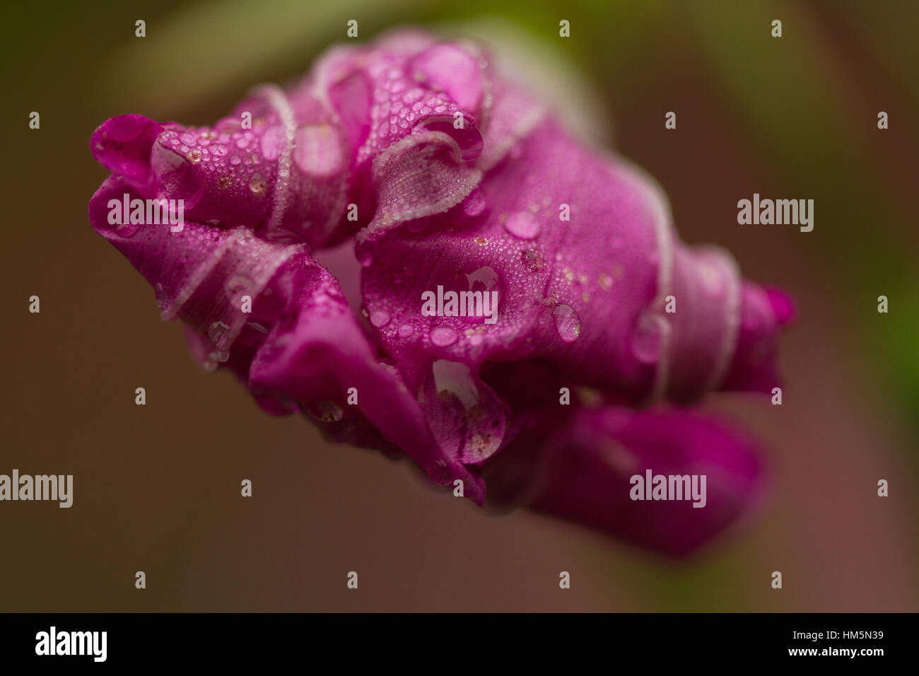 Pink flower with dew drops High Resolution Stock Photography and Images ...