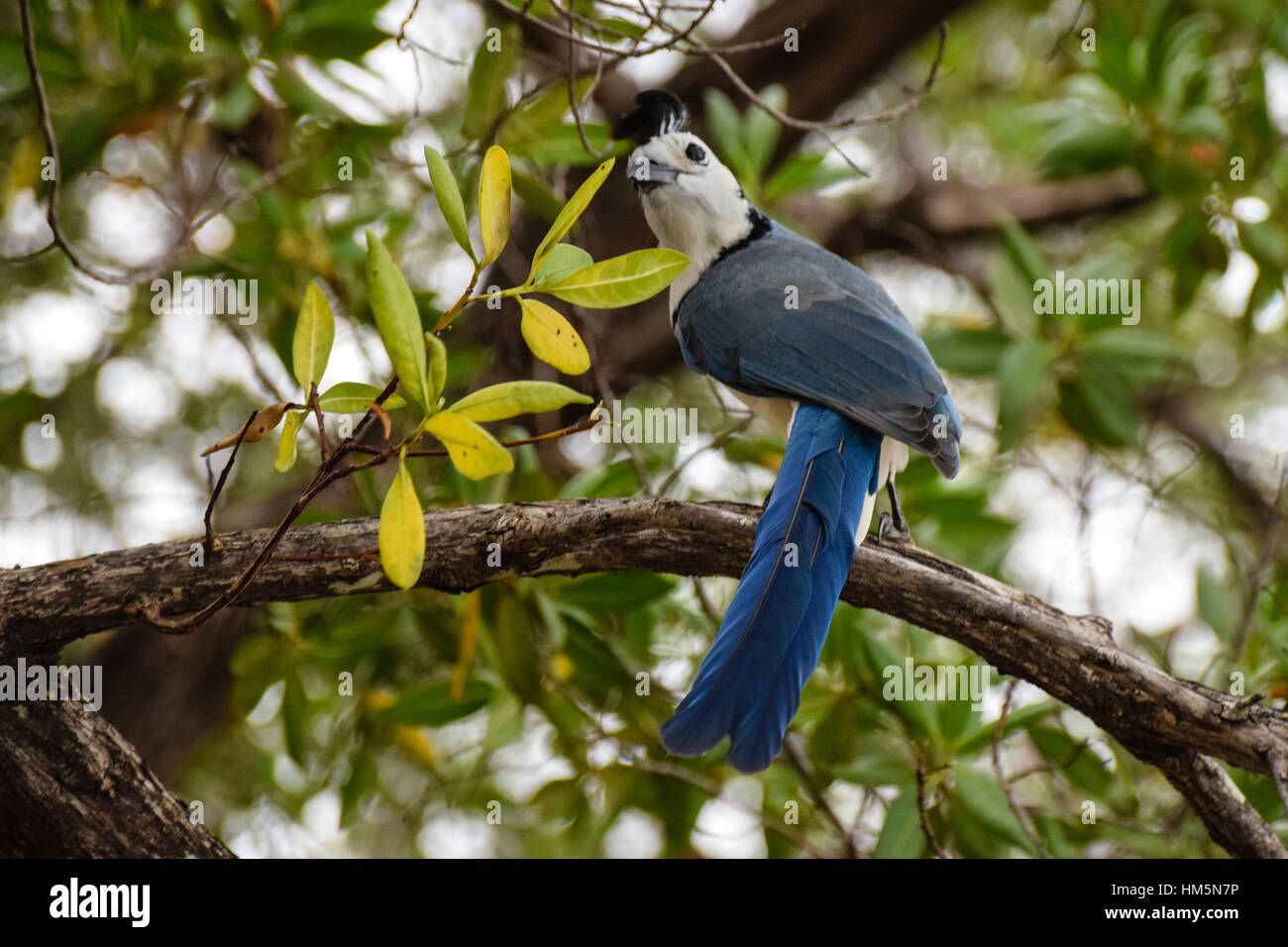 White-throated magpie jay perched on a tree branch showing its blue ...
