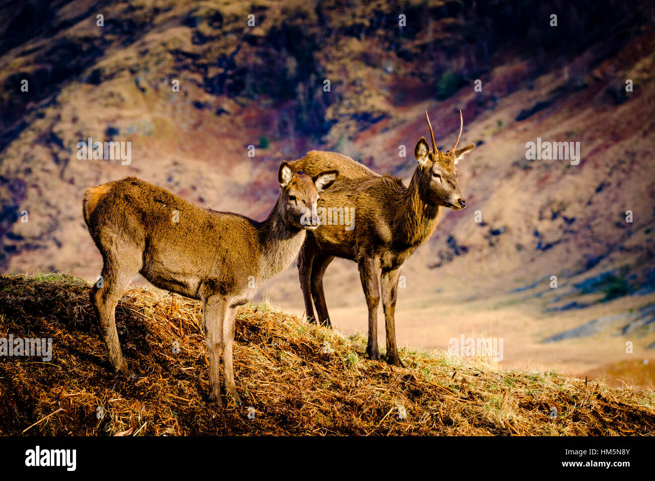 Red Deer in Glen Etive, Highlands of Scotland in winter Stock Photo - Alamy