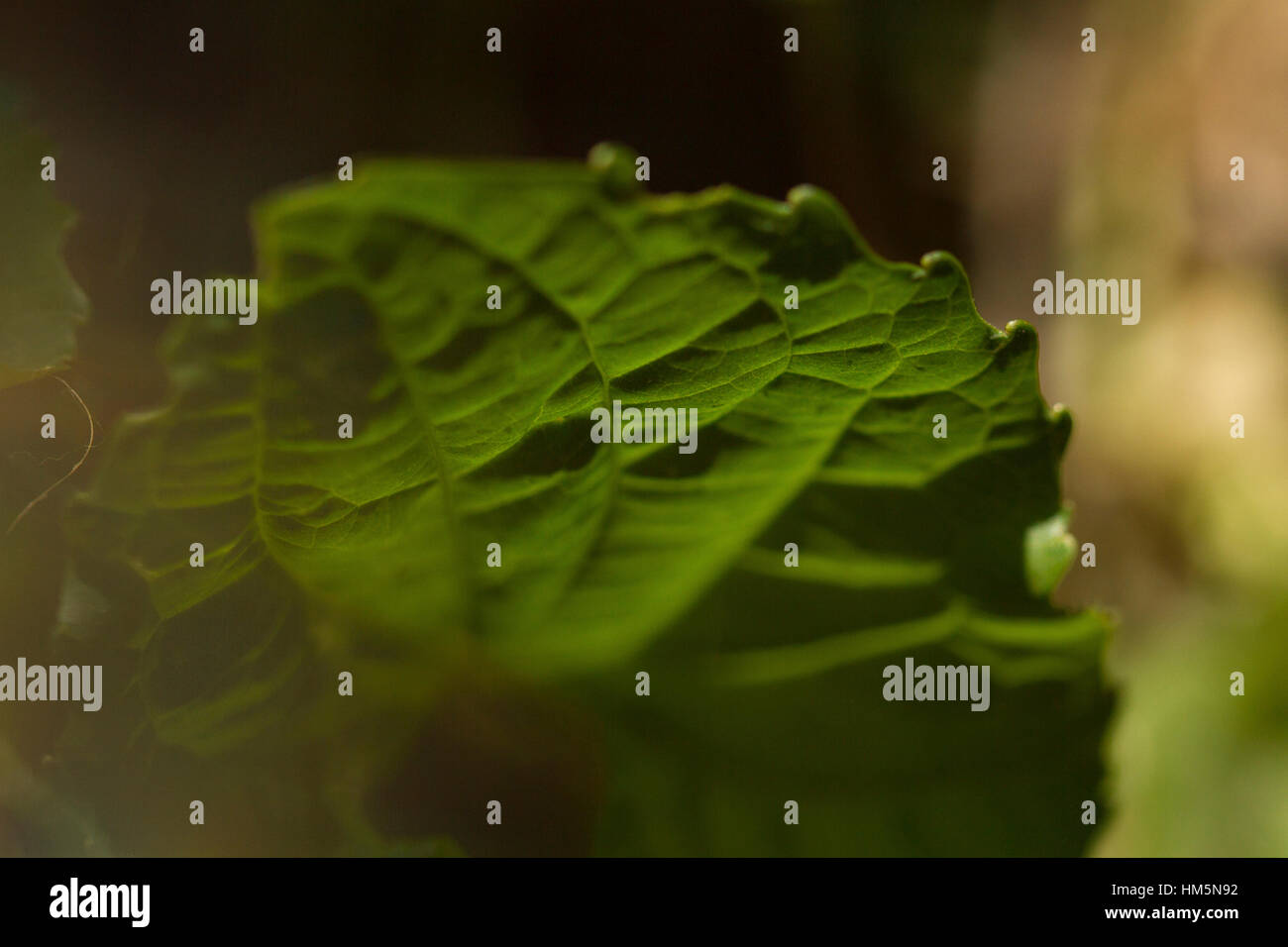 Fragility leaf hi-res stock photography and images - Alamy
