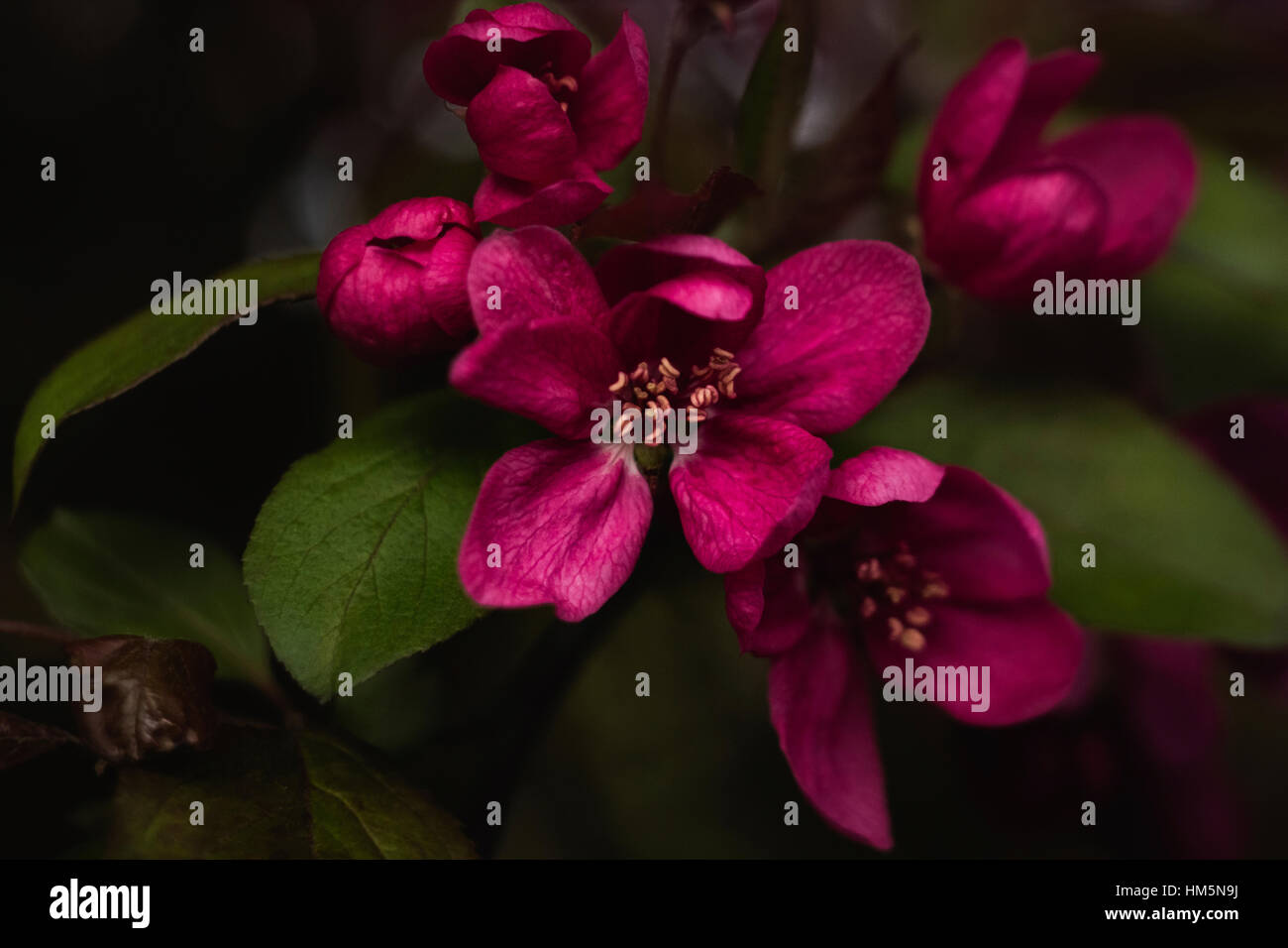 High growing petals hi-res stock photography and images - Alamy