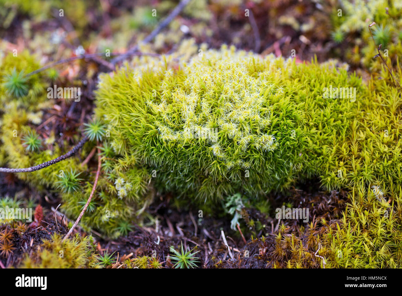 Moss growing on field Stock Photo - Alamy