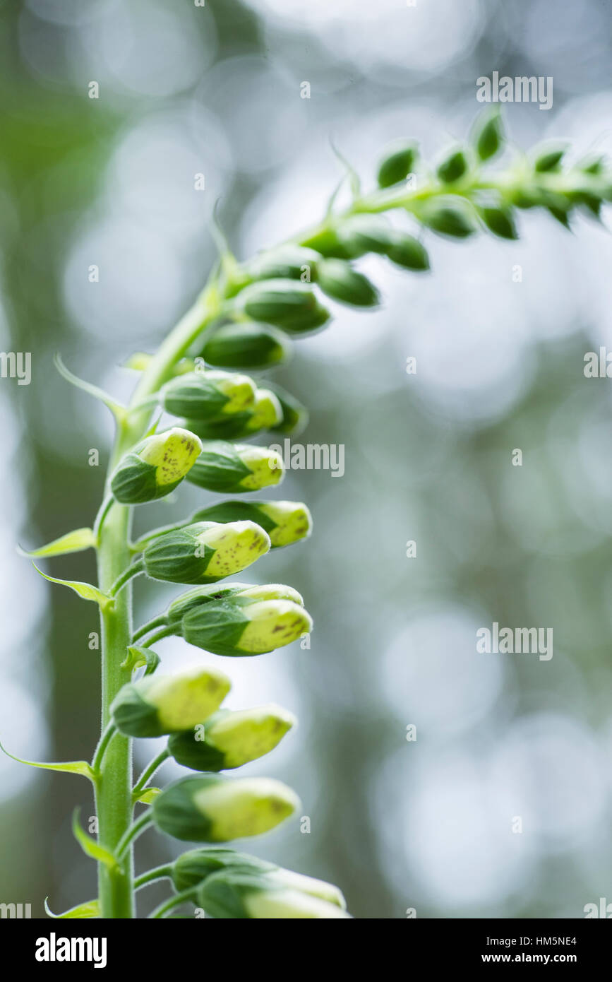 Buds life hi-res stock photography and images - Alamy