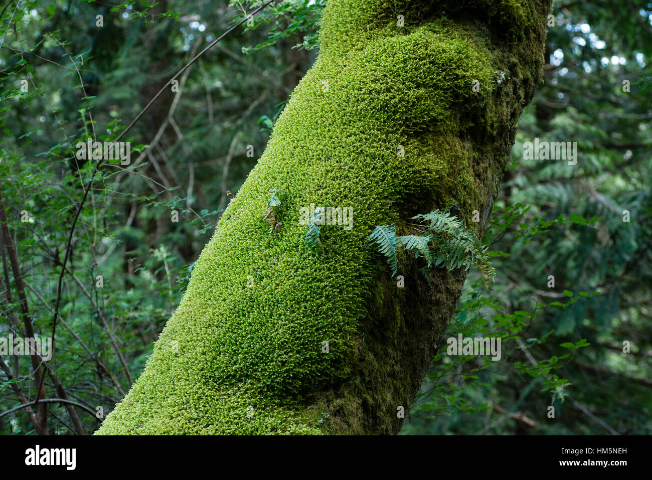 Moss covered tree trunk in forest Stock Photo - Alamy