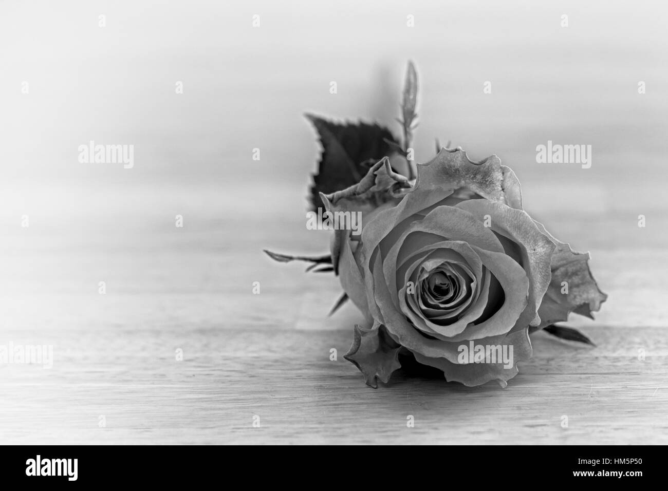 Grain rose hi-res stock photography and images - Alamy