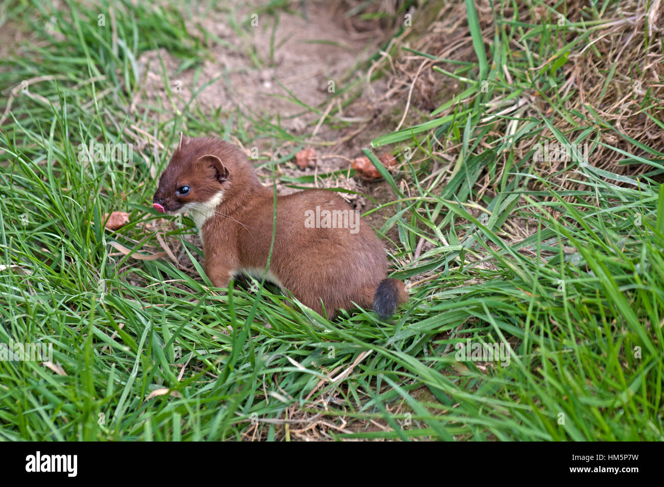 Stoat, Mustela Erminbea, Captive, Surrey, England Stock Photo - Alamy