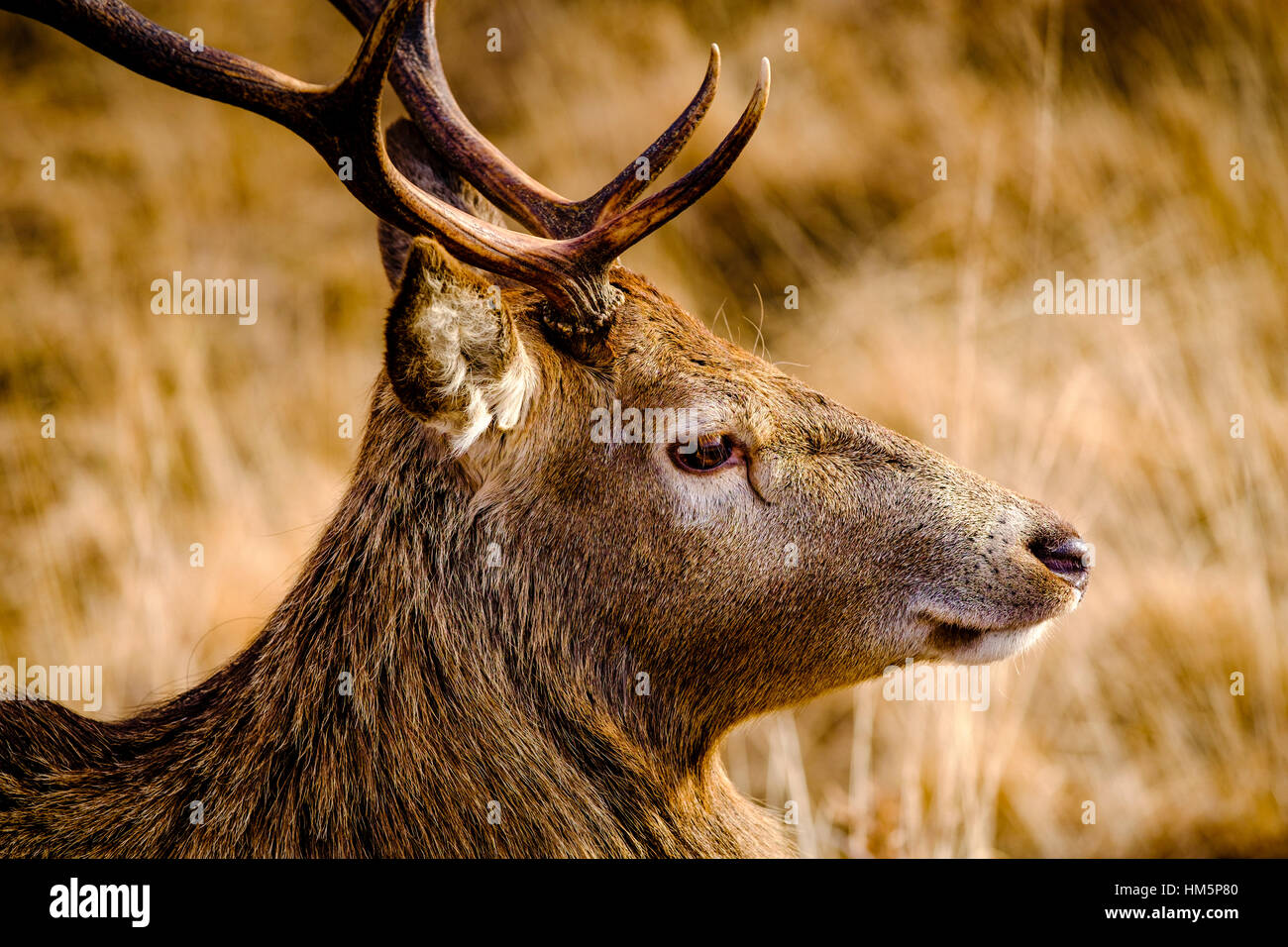 Red deer stag scotland winter hi-res stock photography and images - Alamy