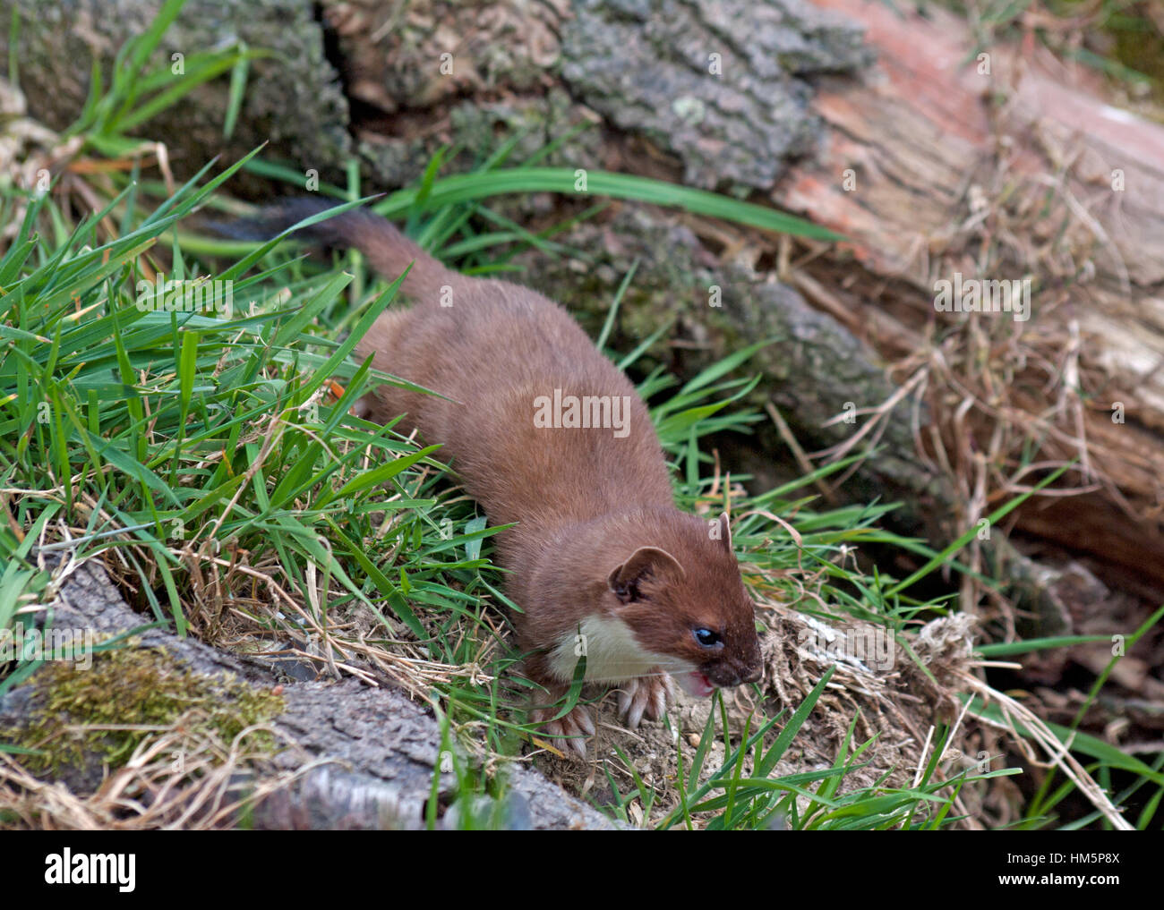 Stoat, Mustela Erminbea, Captive, Surrey; England Stock Photo - Alamy
