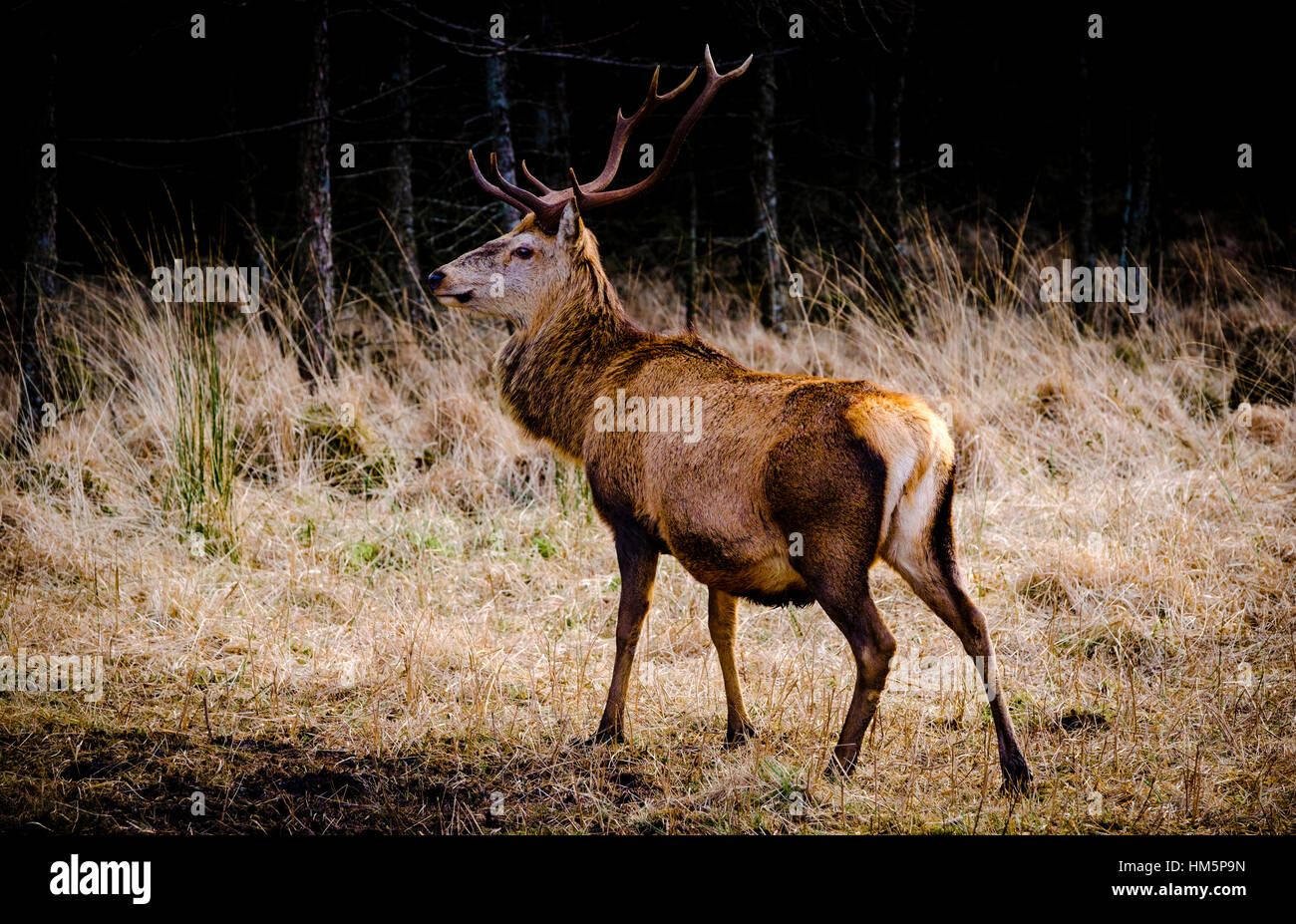 Red deer hind scotland cold hi-res stock photography and images - Alamy