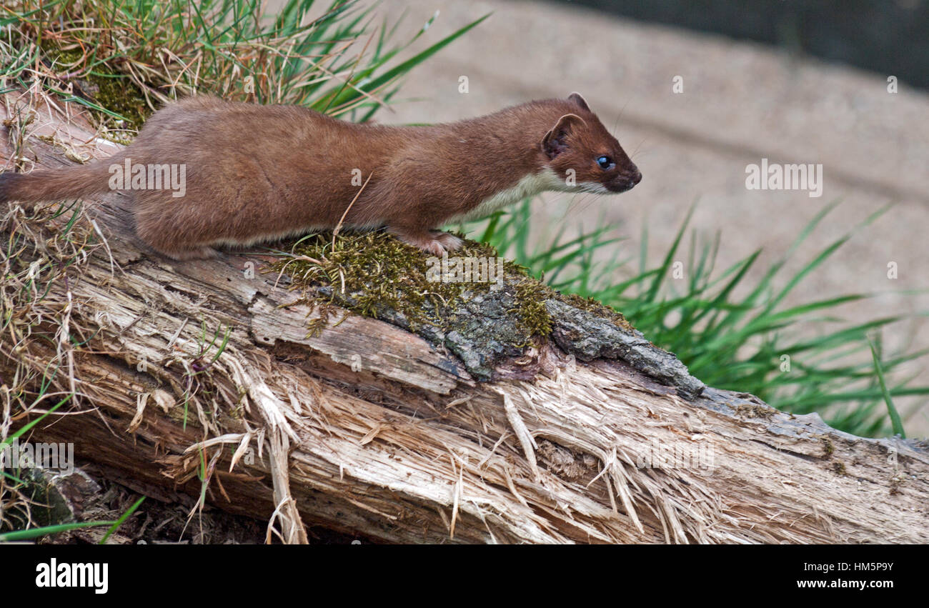 Stoat, Mustela Erminbea, Captive, Surrey, England Stock Photo - Alamy