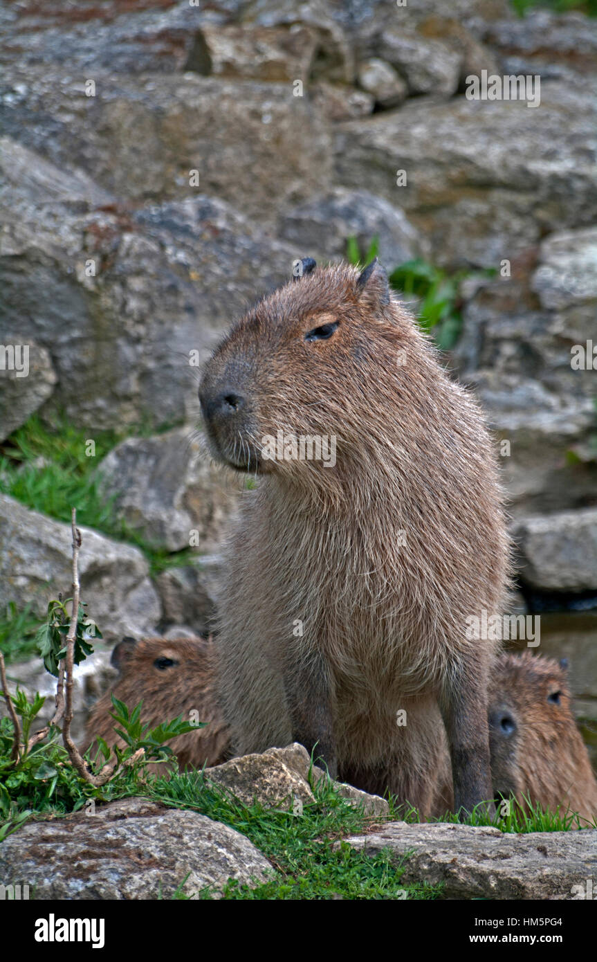 Capybare hi-res stock photography and images - Alamy