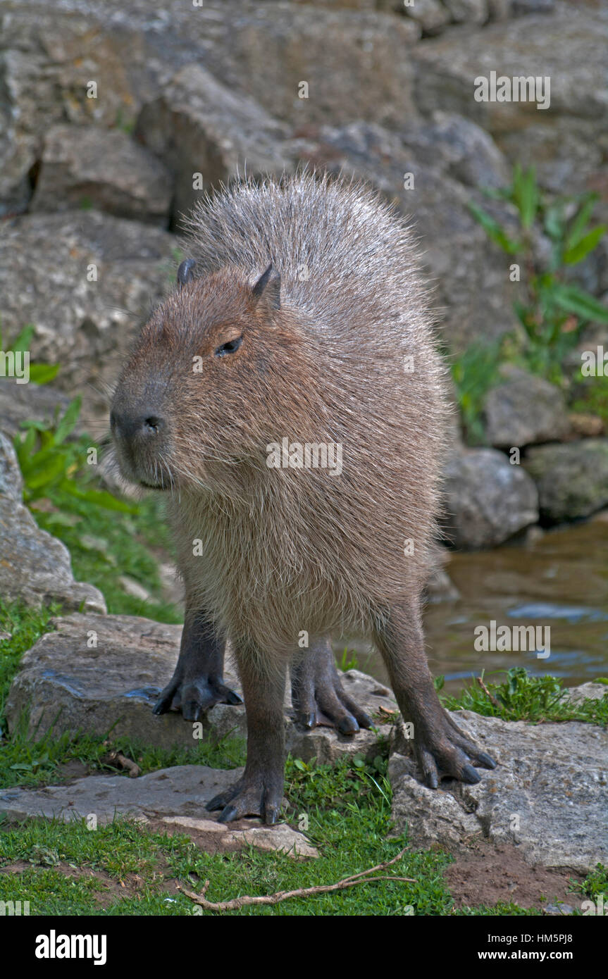 Capybara, Hydrochoeris Hydrochaeris, South America, Zoo, Kent, Captive ...