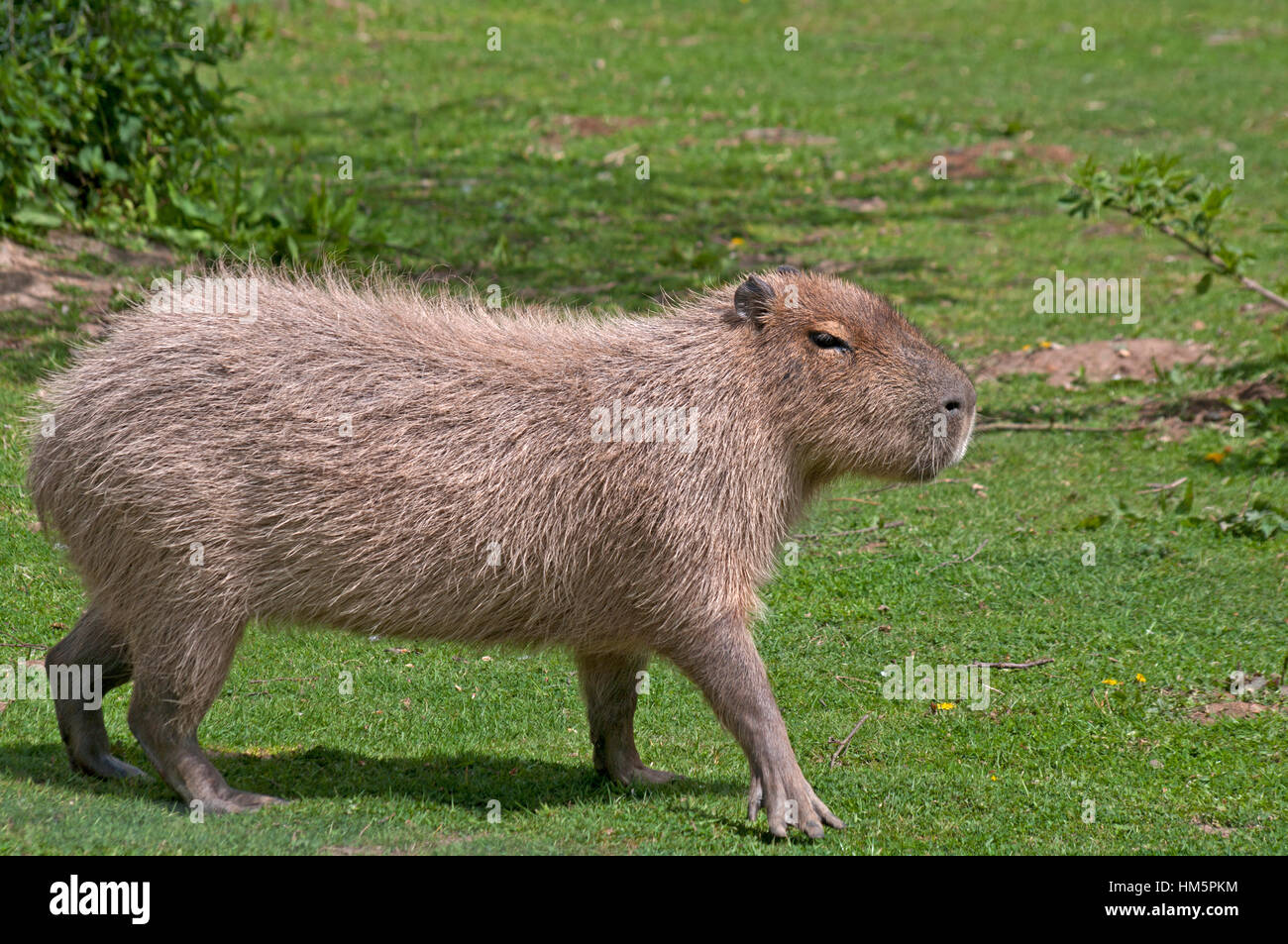 Capybara, Hydrochoeris Hydrochaeris, South America, Zoo, Captive Stock ...