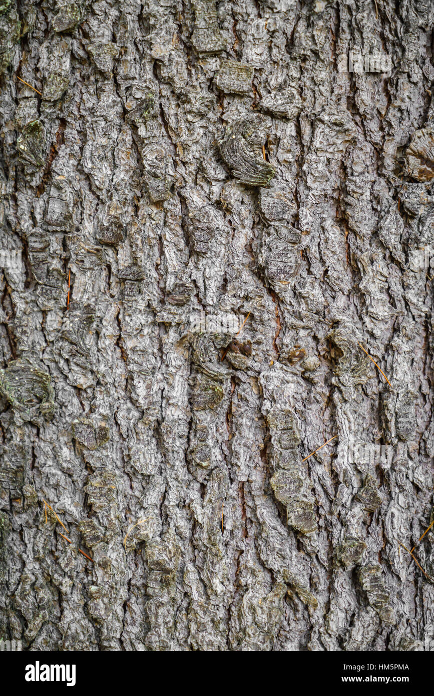 Wood texture background Stock Photo - Alamy