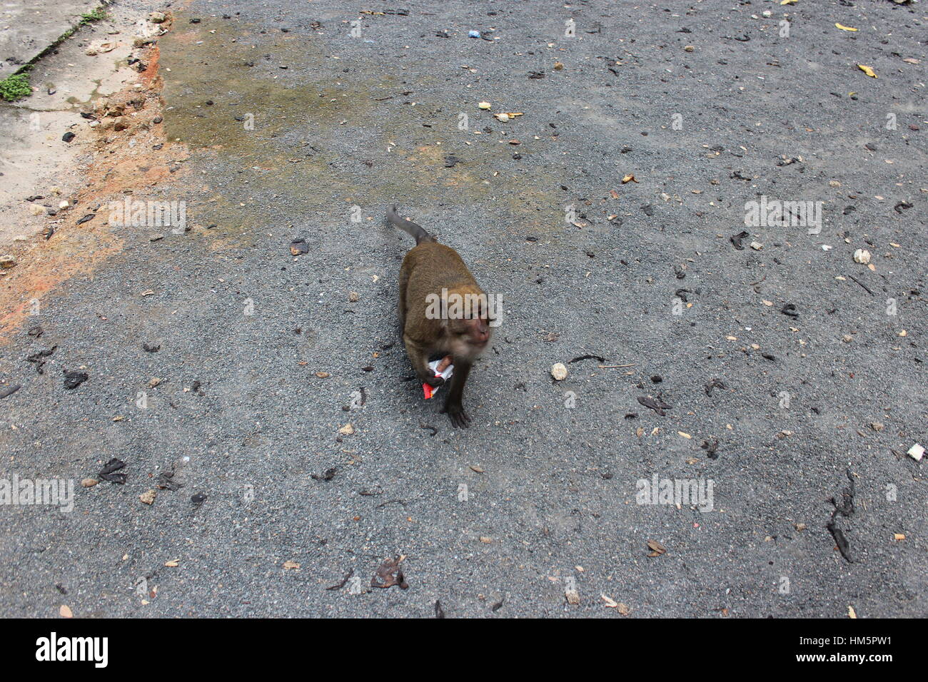 Monkey eating chocolate in Thailand's park Stock Photo - Alamy