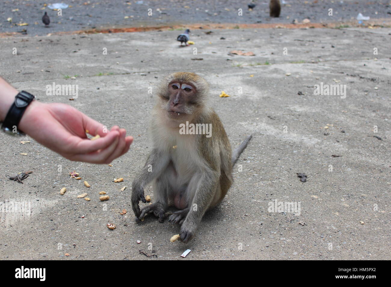 Monkey taking food from humans hand in Thailand's park Stock Photo - Alamy