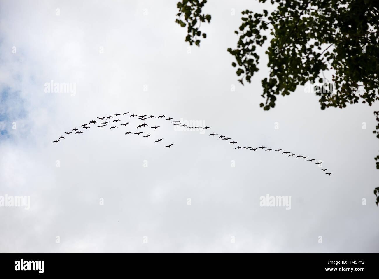 birds flying in formation against cloudy sky Stock Photo - Alamy