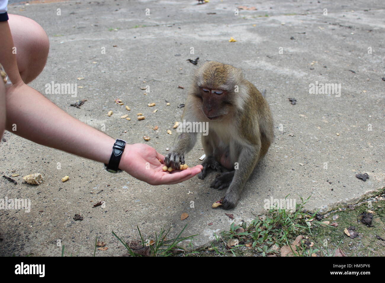 Monkey taking food from humans hand in Thailand's park Stock Photo - Alamy