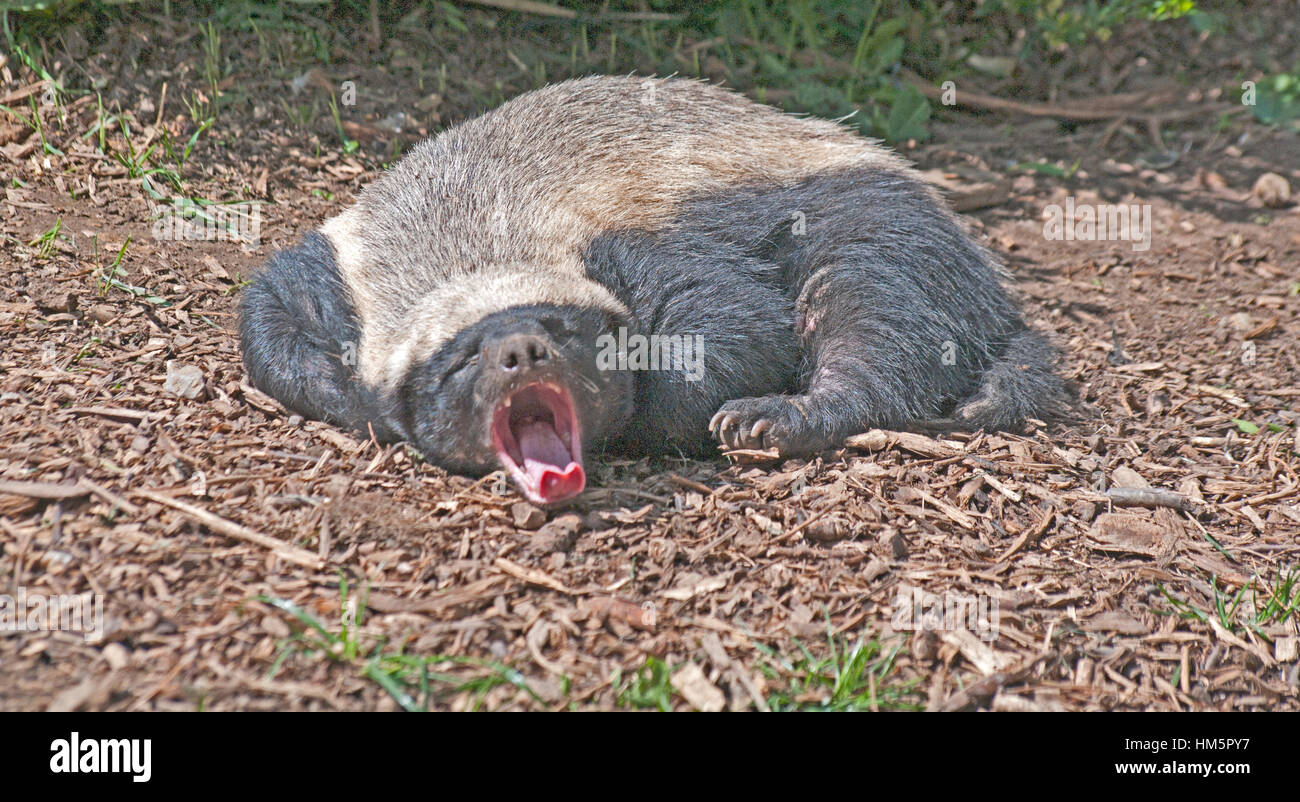 Badger zoo hi-res stock photography and images - Alamy