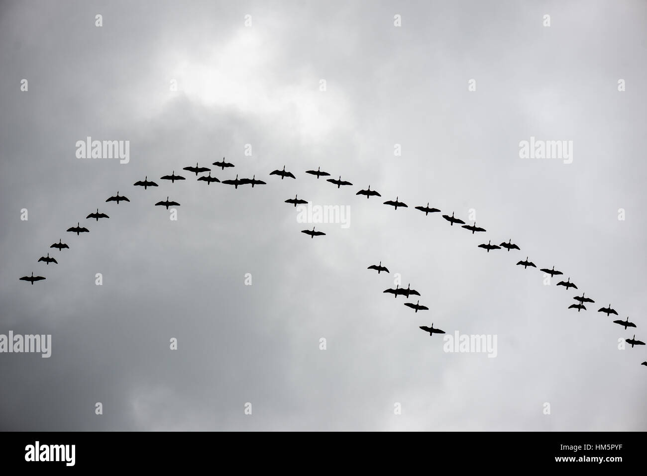 birds flying in formation against cloudy sky Stock Photo - Alamy